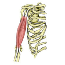 Biceps Tendonitis | Symptoms & Treatment