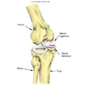 Knee Pain | Knee Injuries