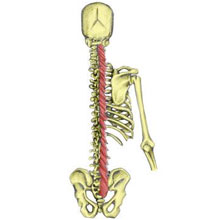 Paravertebral Muscles