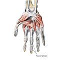 Hand & Finger Injuries Explained | Sportsinjuryclinic.net