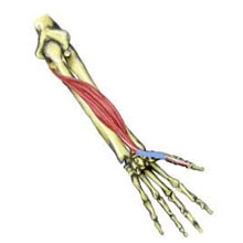 Wrist Bursitis | Symptoms & Treatment