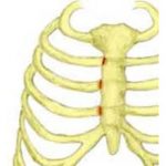Costochondral Separation - Symptoms, Causes, Treatment & Exercises