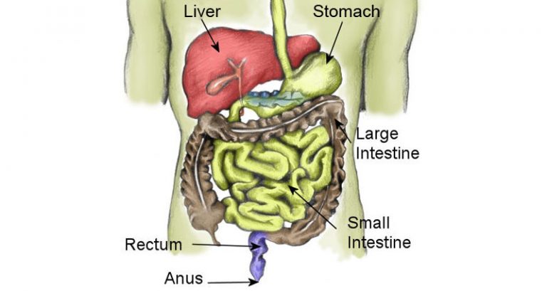 Gastrointestinal Symptoms and Exercise - Sportsinjuryclinic.net