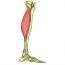 Ankle Muscles - Origin, Insertion, Actions & Exercises