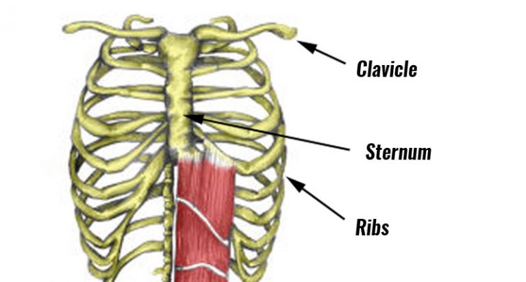Sternum Fracture - Symptoms, Causes & Treatment