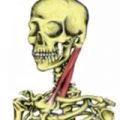 Neck & Back Muscles - Sportsinjuryclinic.net