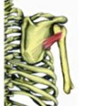 Shoulder Muscles - Origins, Insertions, Actions and Exercises