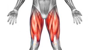 Thigh Muscle Strain | Quad Strain - Treatment & Rehabilitation Exercises