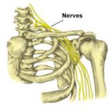 Stingers and Burners (Brachial Plexopathy) - Sportsinjuryclinic.net
