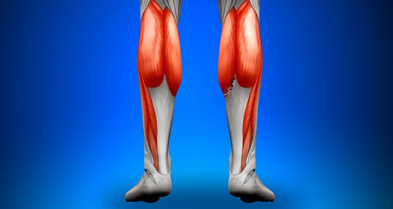 Calf Strain Torn Calf Muscle Treatment Rehabilitation Exercises