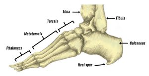 Heel Spur - Symptoms, Causes, Treatment & Exercises