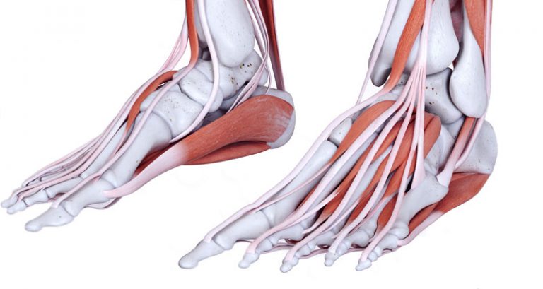 Supination (Foot Biomechanics) Explained - Types, Causes & Treatment