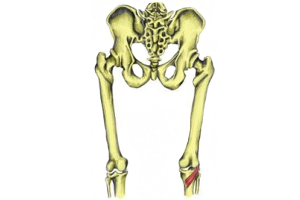 Knee Muscles - Origin, Insertion, Actions & Exercises