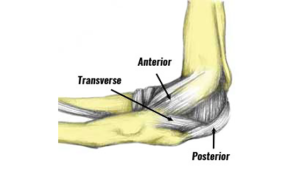 Jobe's Test For Elbow Sprain - Sportsinjuryclinic.net